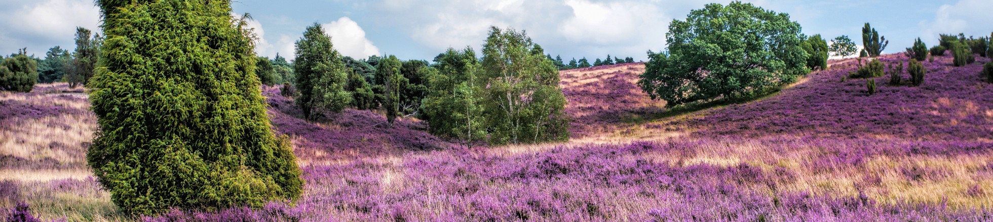 Ferienwohnungen & Ferienhäuser in der Lüneburger Heide mieten - Urlaub ...